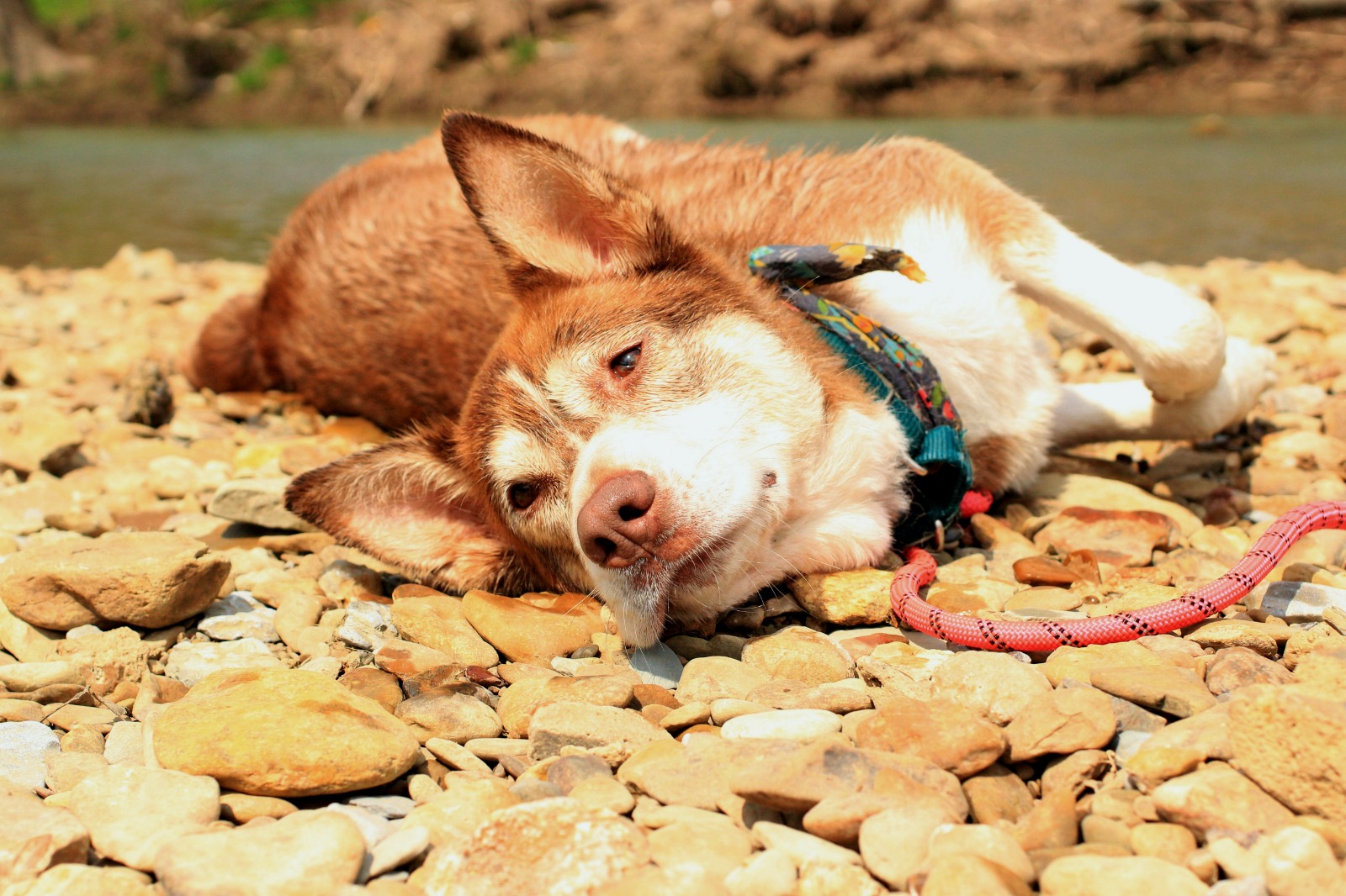 Kentucky Animal Tales – A volunteer-led animal rescue based in Central ...